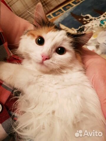 Трехцветка сибирская кошка на счастье 8мес стерили