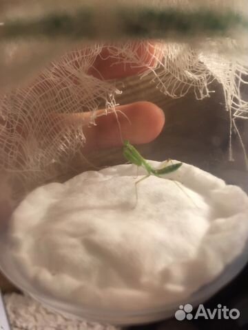 Богомолы Hierodula transcaucasica