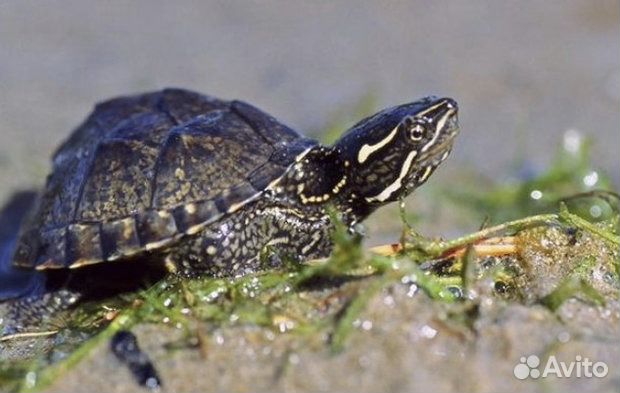 Мускусная черепаха, карликовая черепаха