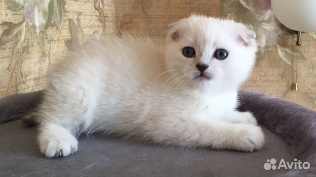 Синеглазый красавчик - вислоухий шотландец