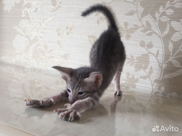 Голубое Пятно