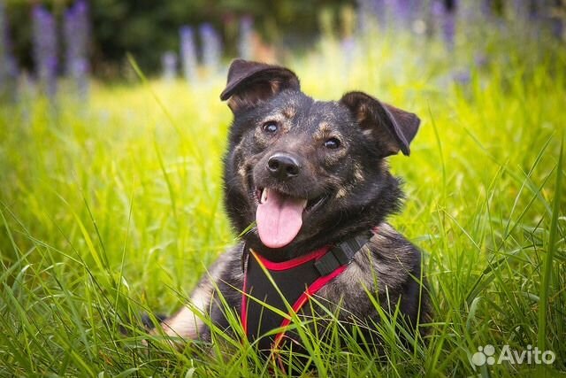 Некрупная собака Варя в дар