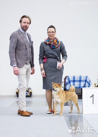 Кобель Сиба-ину