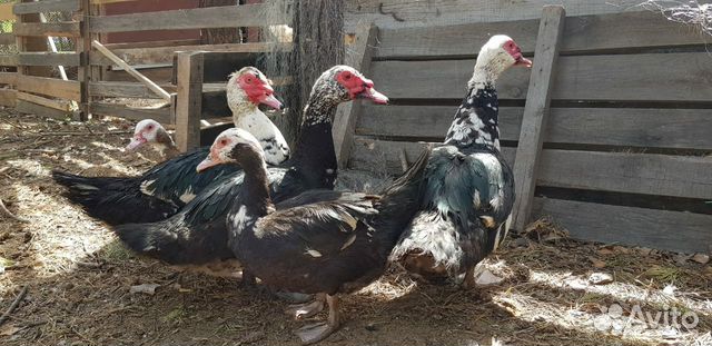 Индоутки. самцы и полная семья