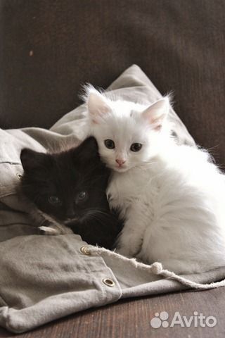 Котенок черный девочка в добрые руки
