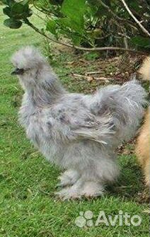 Китайская шелковая
