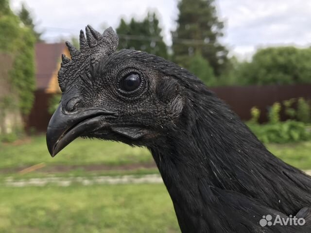 Аям Цемани
