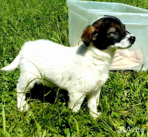 Овчаристые малыши в дар