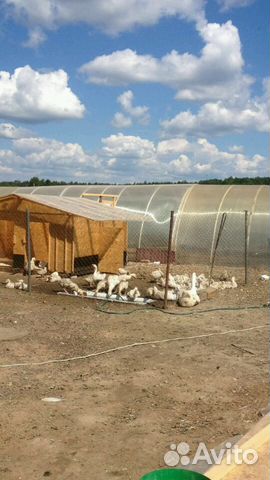 Гуси, утки, куры, индейка