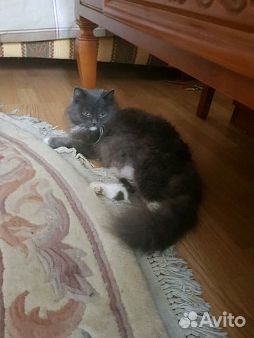 Британская длинношерстная кошка Бусинка 1,5года