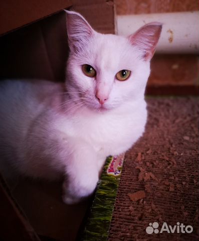 Милая кошечка Снежана