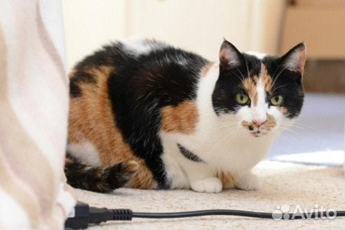Уютная,домашняя кошечка ищет новую Семью