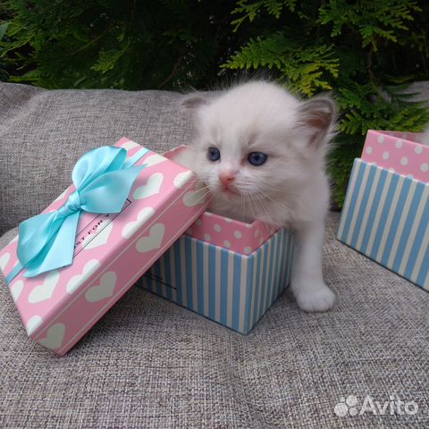 Котята Рэгдолл шоу класс