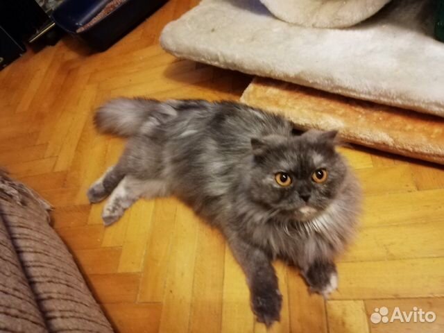 Шпулька - Шотландский Хайленд