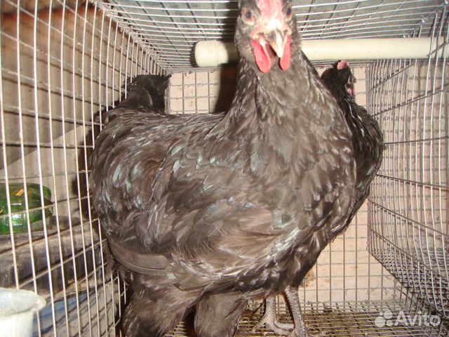 Куры, петухи,цыплята, цесарки загорские белогрудые