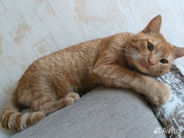 Славный рыжик кот