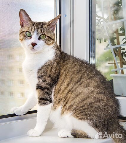 Ищем дом для Ники