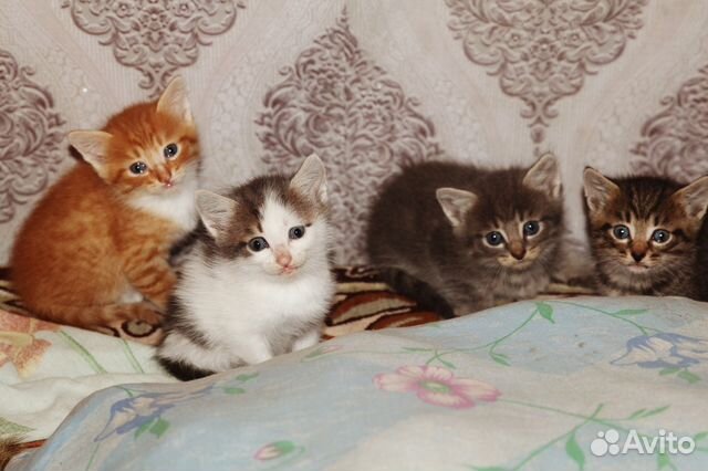 Отдаю в хорошие руки 4 котенка, мальчика