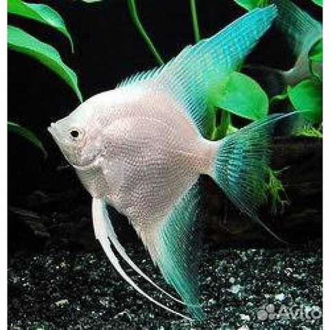 Самцы скалярия Платиновая и мраморная 10 месяцев