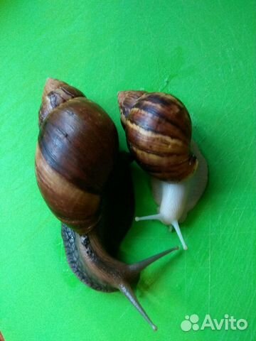 Улитка Ахатина