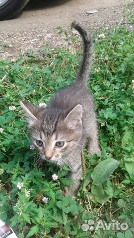 Котик