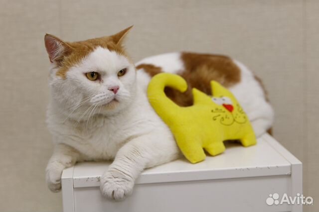 Солидный британец кот Тимофей в добрые руки