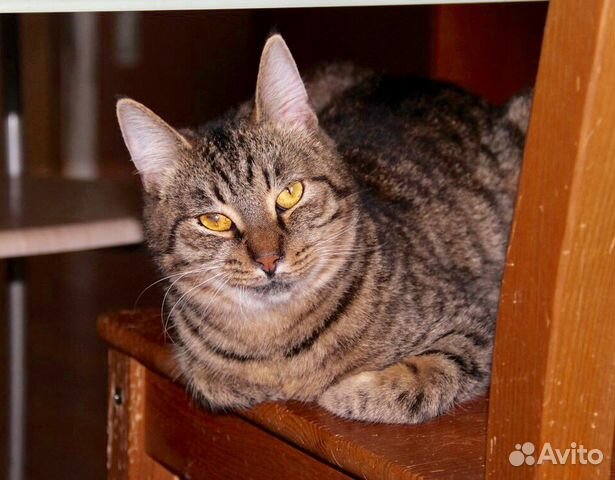 «Особенный» Улыбающийся Рысик в дар в добрые руки