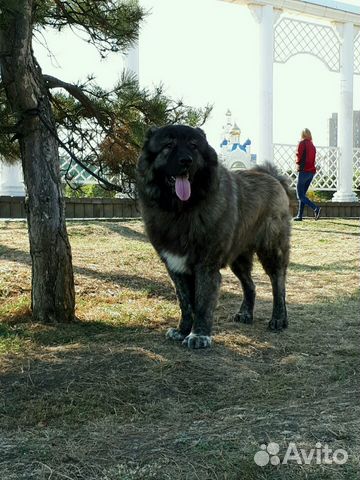 Кавказец для вязки