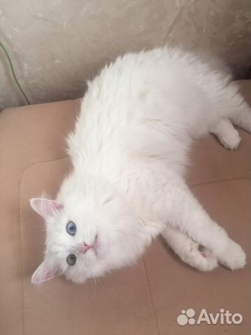 Отдам кошку в добрые руки