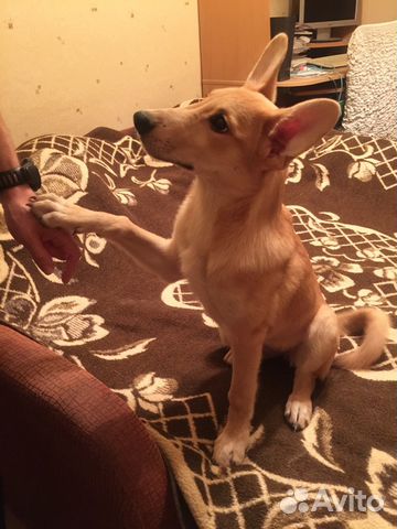 Щенок, девочка 3.5 месяца, в добрые руки