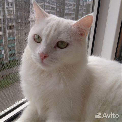 Ангорская кошечка Стелла и котик Анзор