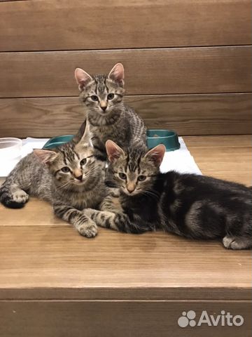 Малышня благородно-беспородная с паспортом