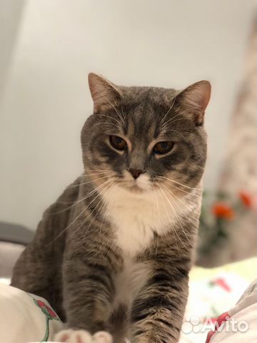 Харизматичный котик ищет себе кошечку
