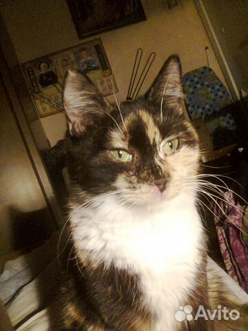 Пропала кошка