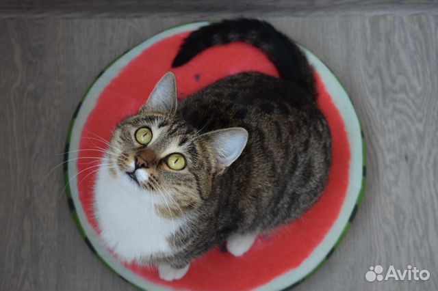 Кошка в добрые руки