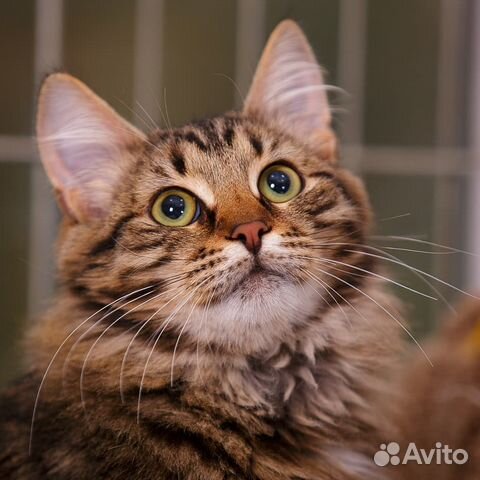 "Сибирячок" Шон