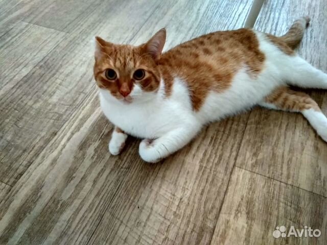 Кот Рыжулька мечтает о своём доме