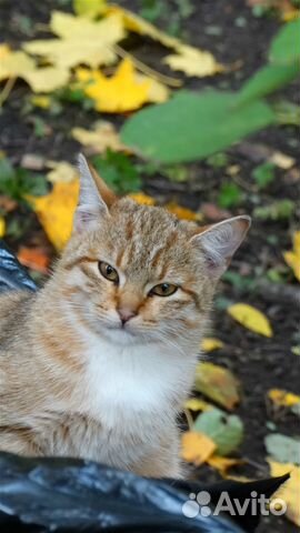 Кошечка персикового окраса и черный котейка)