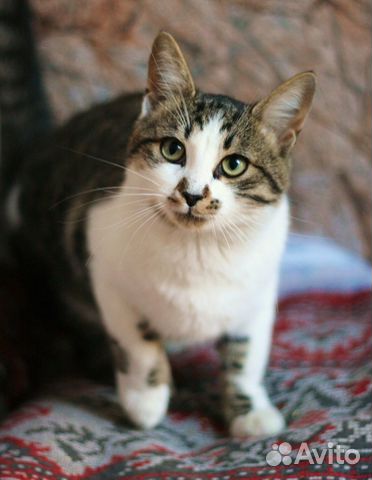 Харизматичный котёнок в добрые ручки