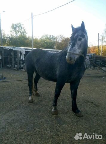 Кобылки и жеребчик