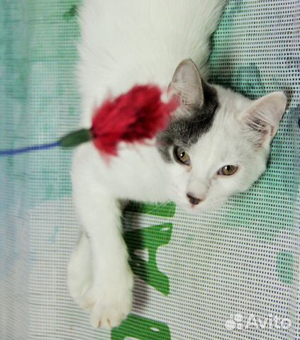 Котенок метис ангорского кота и егейской кошки