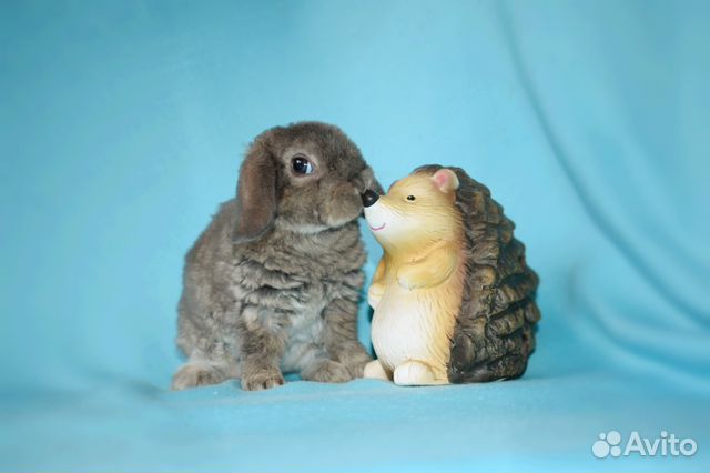 Домашний карликовый кролик. питомник. доставка