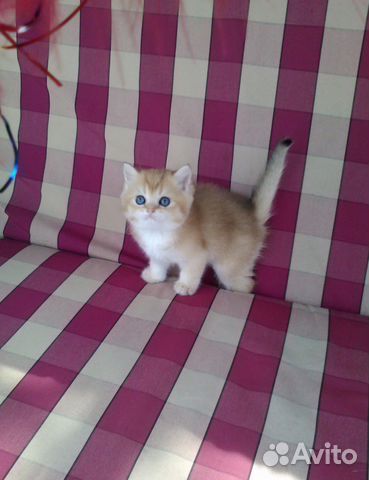 Золотая шиншилла прямоухая Британи