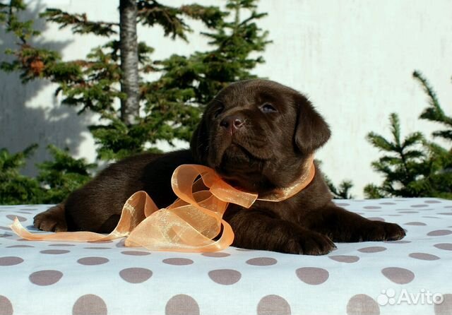 Щенки лабрадора разных окрасов
