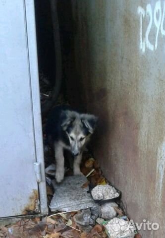 Щенки в добрые руки