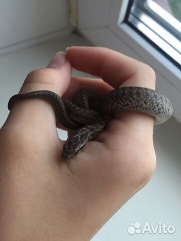 Узорчатый полоз