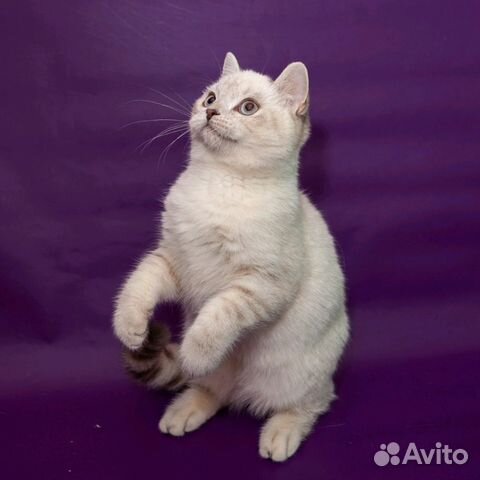 Шотландский кот голубоглазый