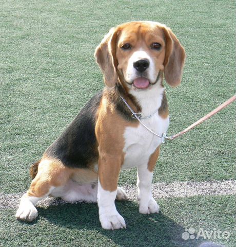 Бигль вязка