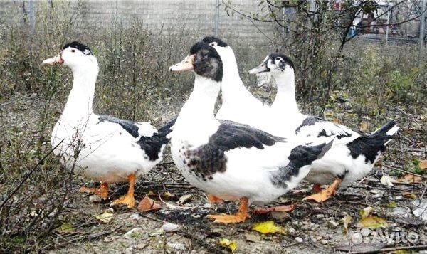 Живые утки муларды