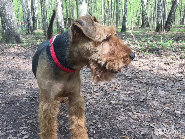 Вельштерьер